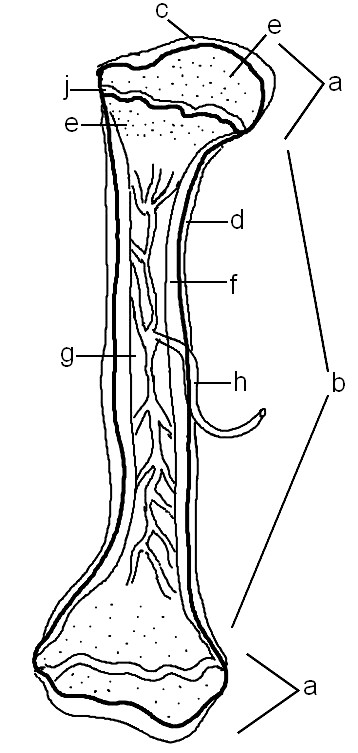 Bone Coloring
