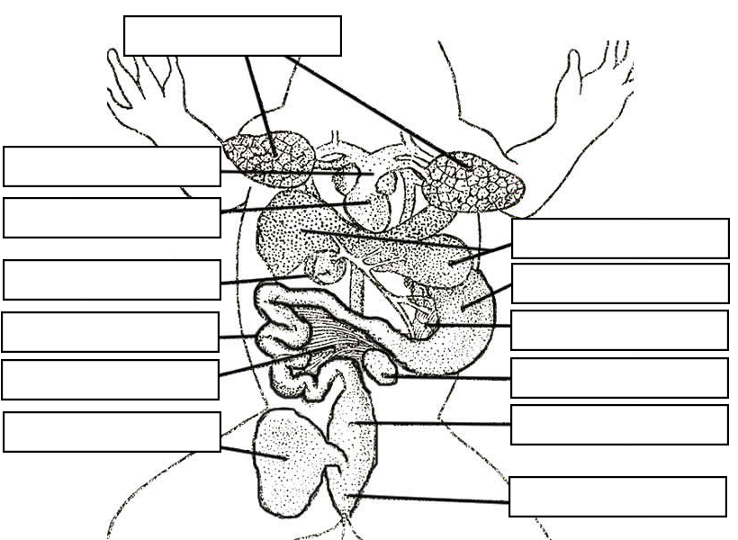 Frog Review Labeling