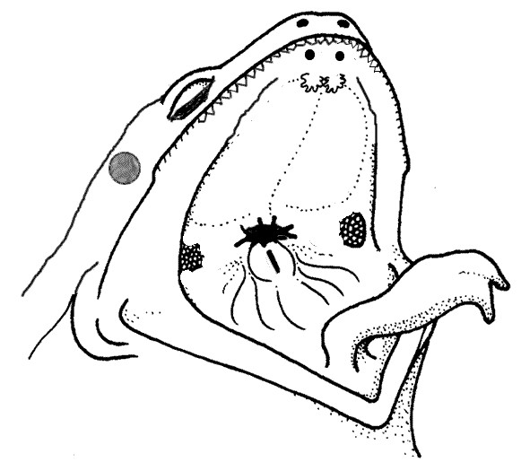 Frog Dissection External Anatomy Frog Dissection External Anatomy