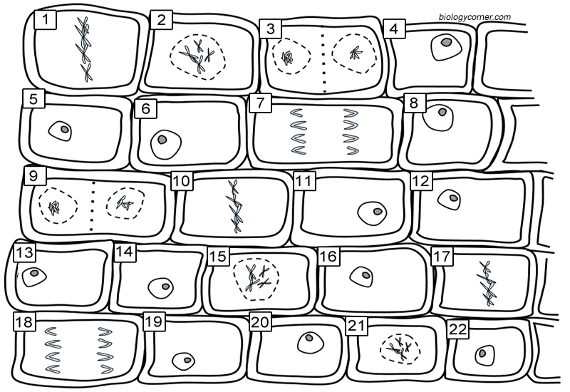  DIAGRAM Labeled Onion Cell Diagram MYDIAGRAM ONLINE