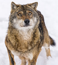 Wolf Restoration Learn To Annotate