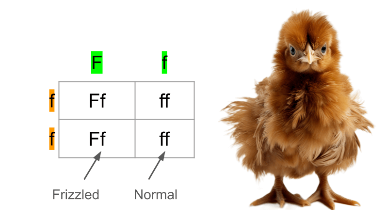 Chicken Genetics - Frizzle Frazzled!
