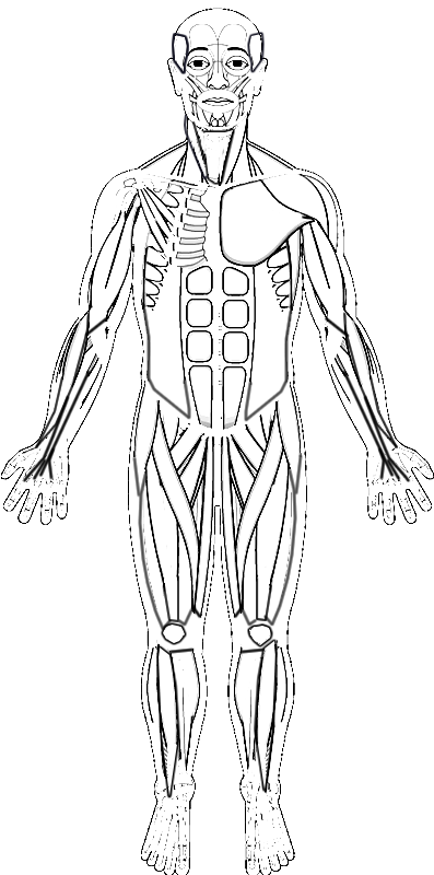 Human Muscles Coloring Human Muscles Coloring